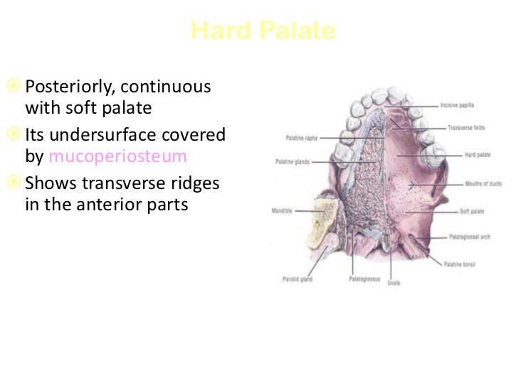 Palate