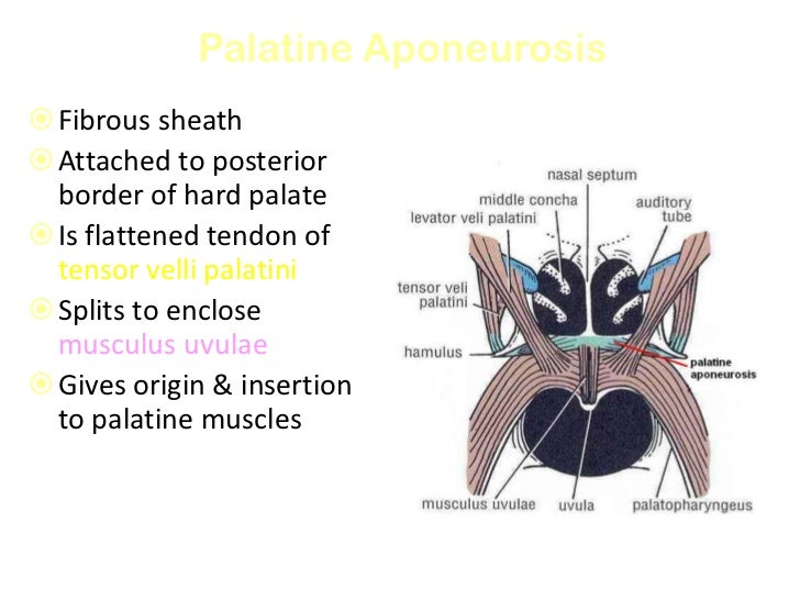 Transverse Palatine Folds