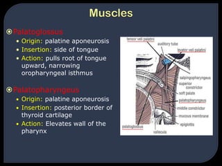 Tensor Veli Palatini Origin And Insertion