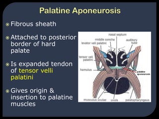 Tensor Veli Palatini Origin And Insertion