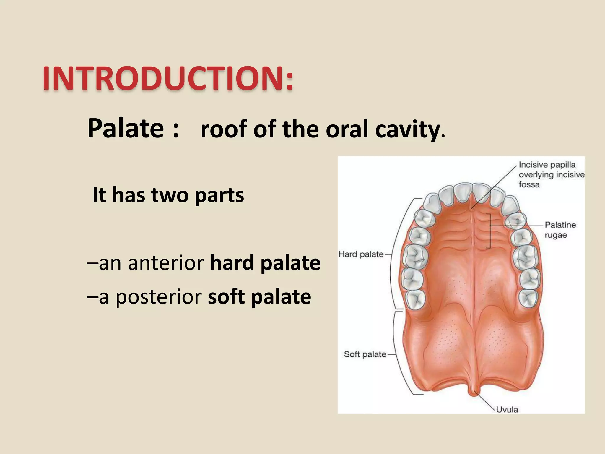 Palate PPT | PPTX