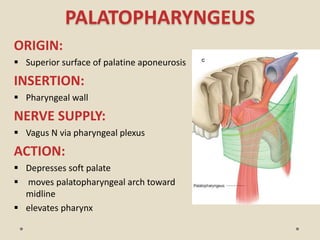 Palate PPT | PPTX