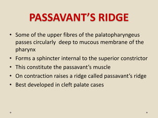 Palate PPT | PPTX | Ear, Nose and Throat Conditions | Diseases and ...