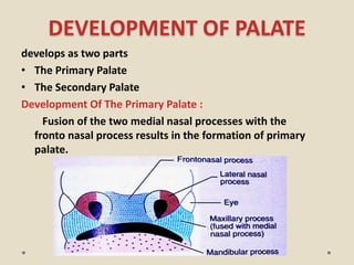 Palate PPT | PPTX