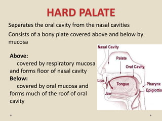 Palate PPT | PPTX