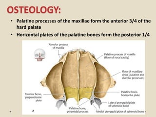 Palate PPT | PPTX