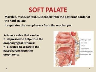 Palate PPT | PPTX