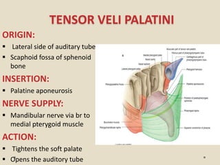 Tensor Veli Palatini Origin And Insertion