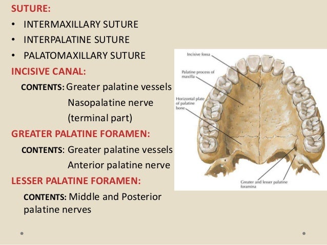 Transverse Palatine Folds