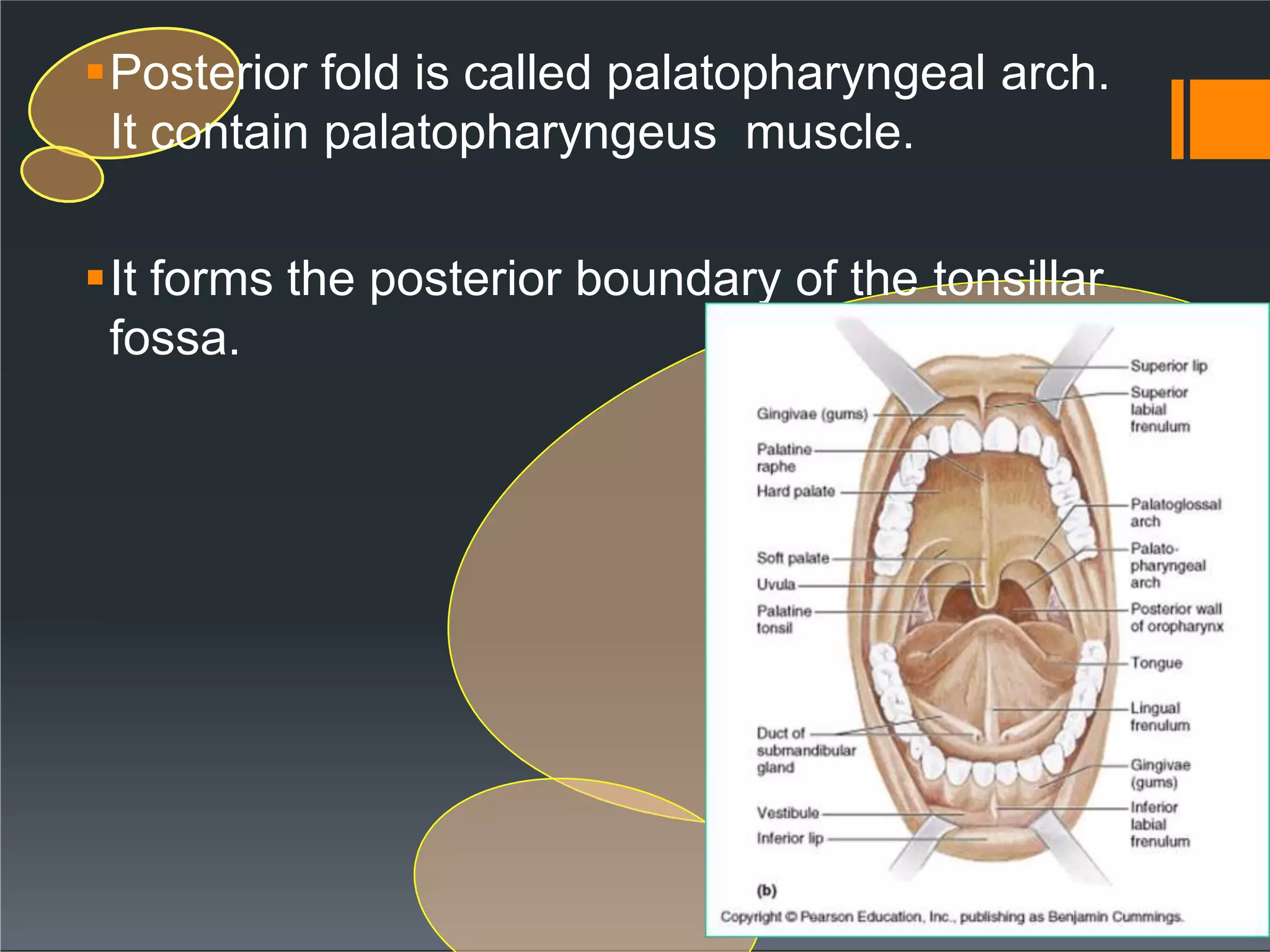 Palate.pptx
