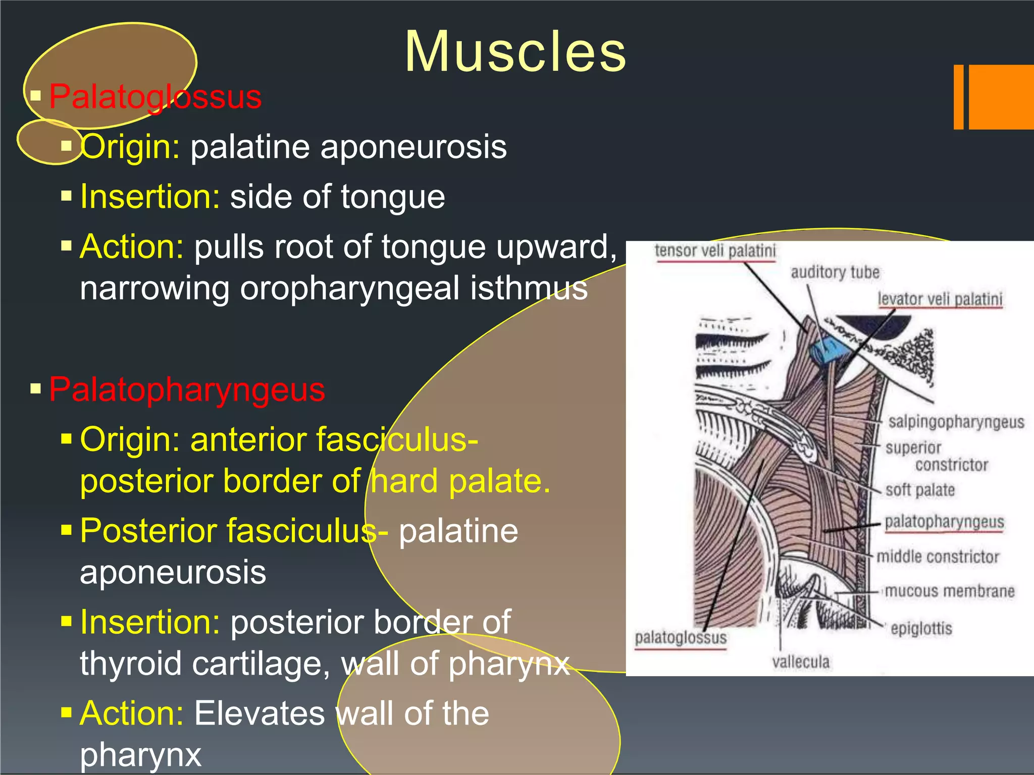 Palate.pptx