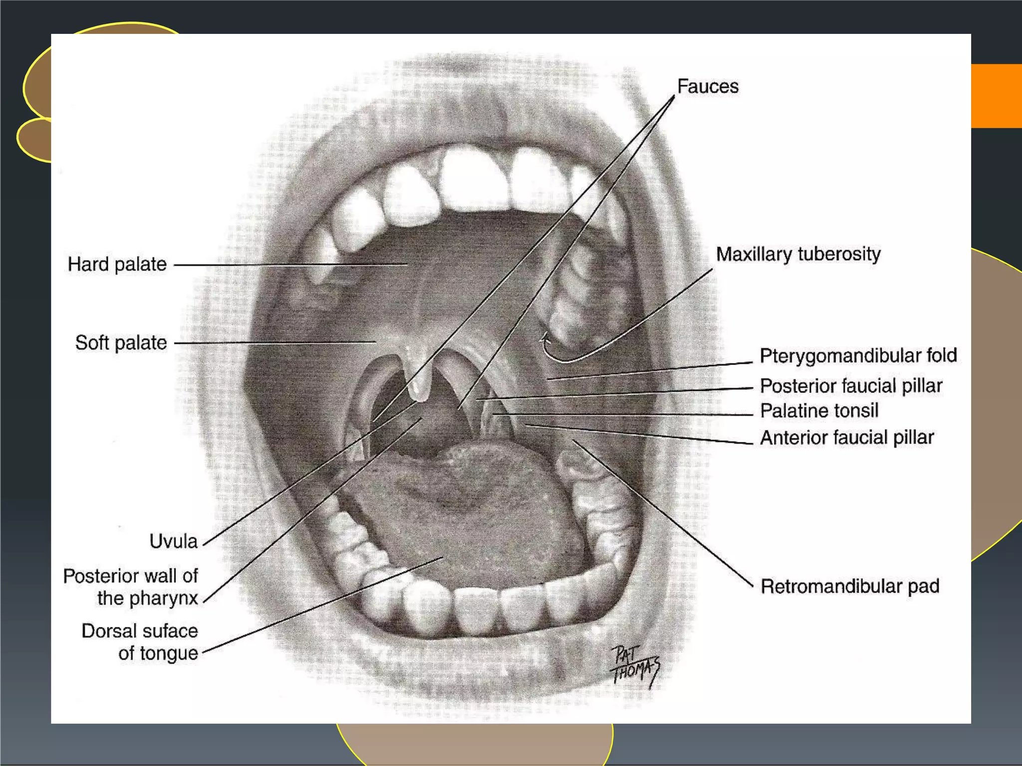 Palate.pptx