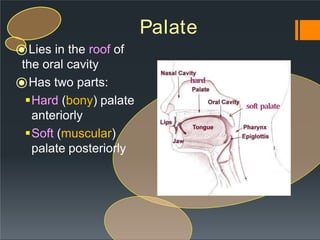 Palate.pptx
