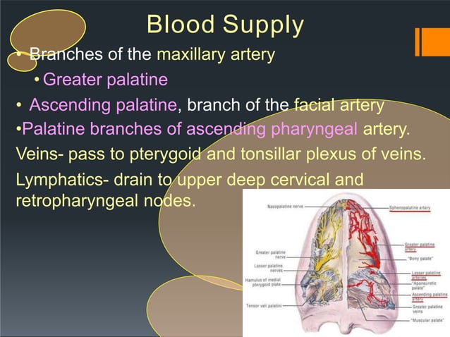Palate.pptx