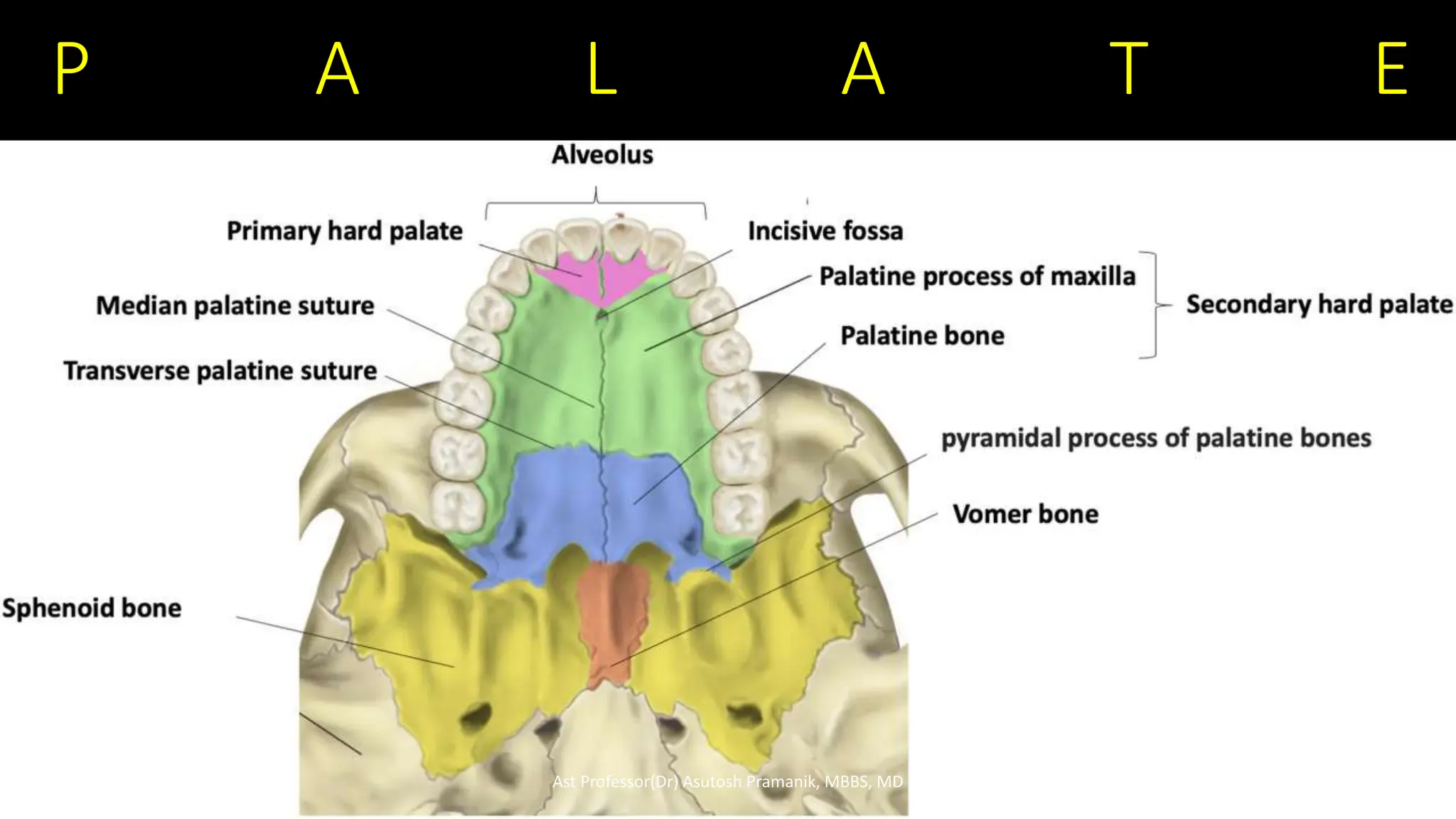 the palate - hard palate and soft palate | PPTX
