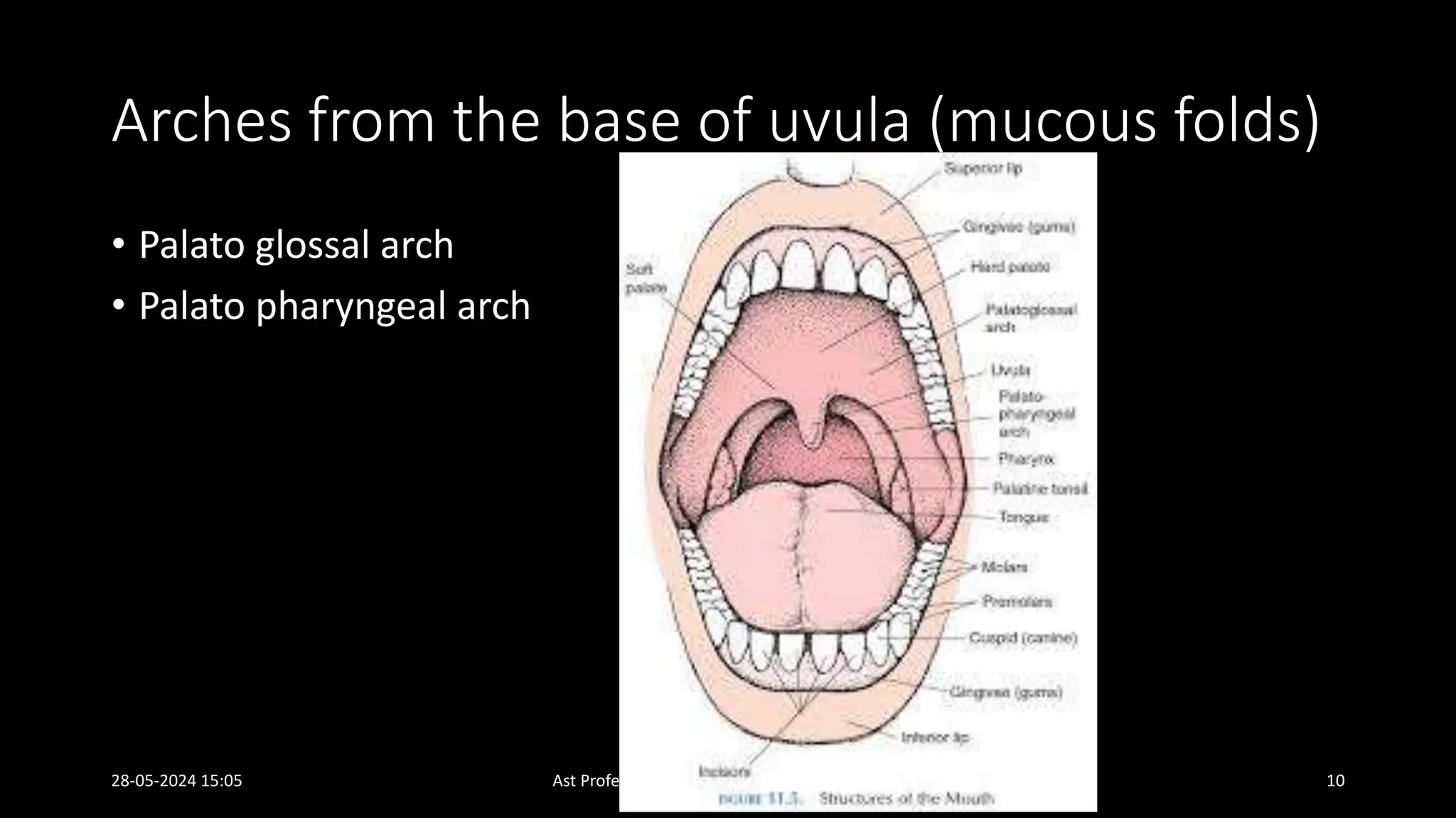 the palate - hard palate and soft palate | PPTX