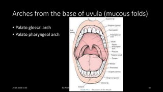 the palate - hard palate and soft palate | PPTX