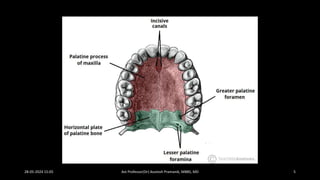 the palate - hard palate and soft palate | PPTX