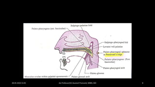 the palate - hard palate and soft palate | PPTX
