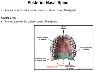 Human soft & hard palate.pptx by Dr.Nishant | PPT