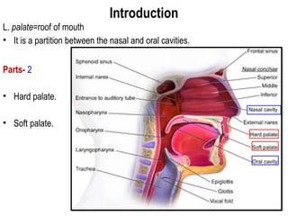 Human soft & hard palate.pptx by Dr.Nishant | PPTX