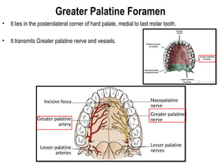 Human soft & hard palate.pptx by Dr.Nishant | PPTX