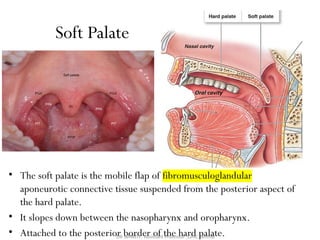 ANATOMY of HARD and SOFT PALATE. pptx | PPTX