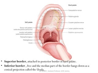 ANATOMY of HARD and SOFT PALATE. pptx | PPTX