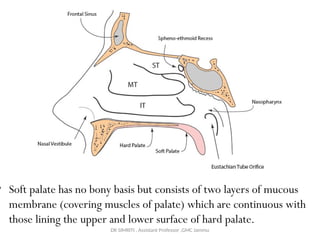 ANATOMY of HARD and SOFT PALATE. pptx | PPTX