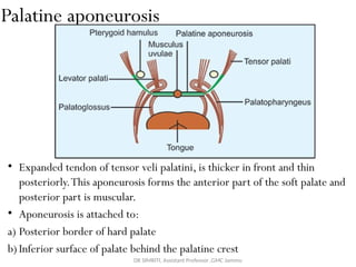 ANATOMY of HARD and SOFT PALATE. pptx | PPTX