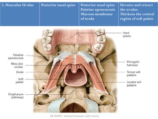 ANATOMY of HARD and SOFT PALATE. pptx | PPT