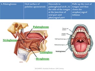 ANATOMY of HARD and SOFT PALATE. pptx | PPTX