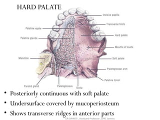 ANATOMY of HARD and SOFT PALATE. pptx | PPT