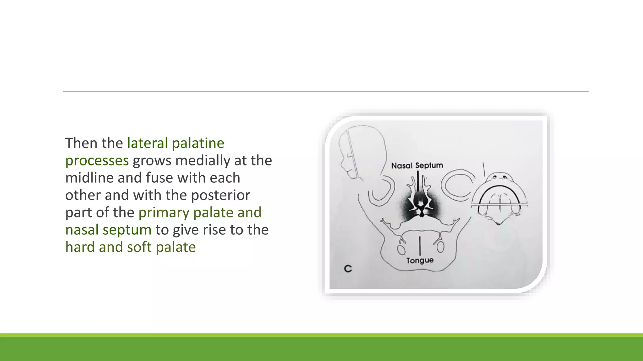 palate anatomy | PPTX