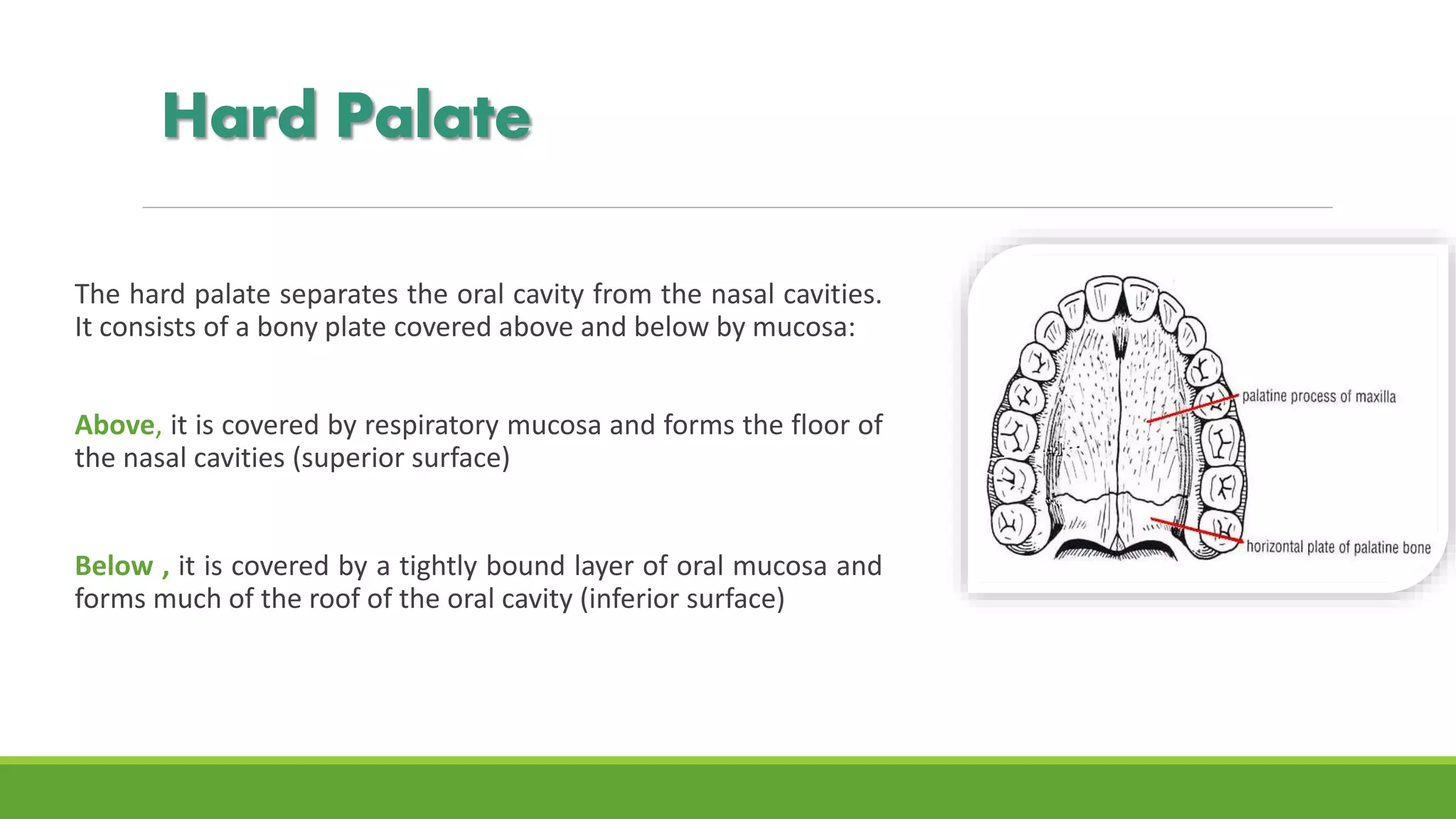 palate anatomy | PPTX