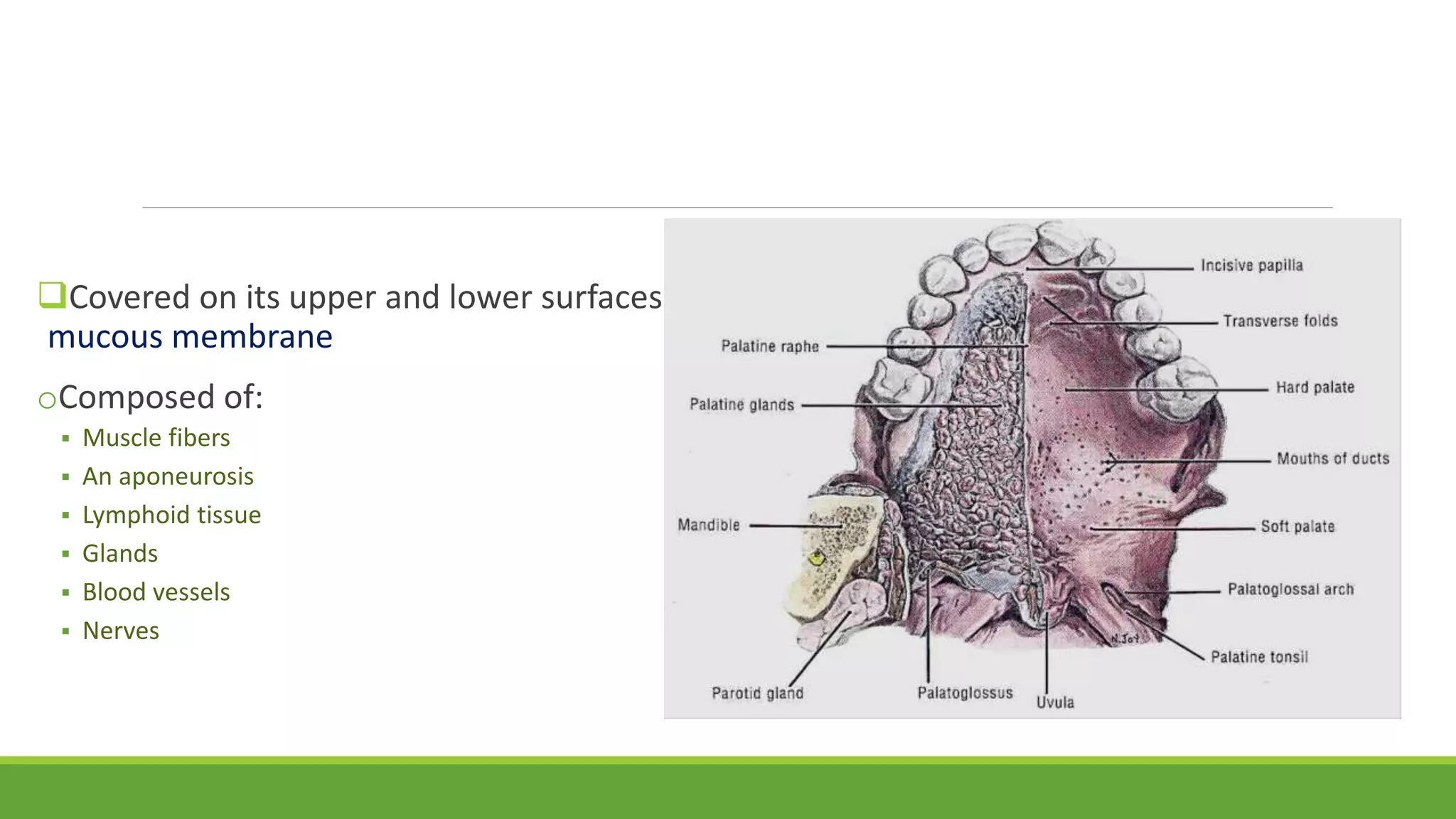 palate anatomy | PPTX