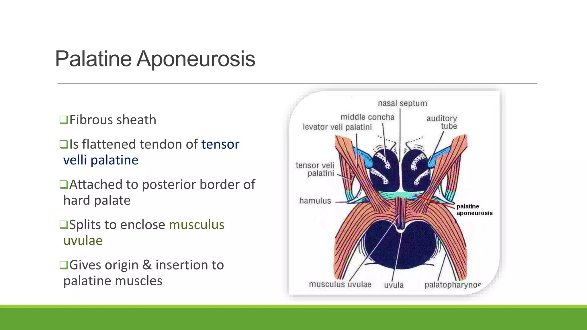 palate anatomy | PPTX