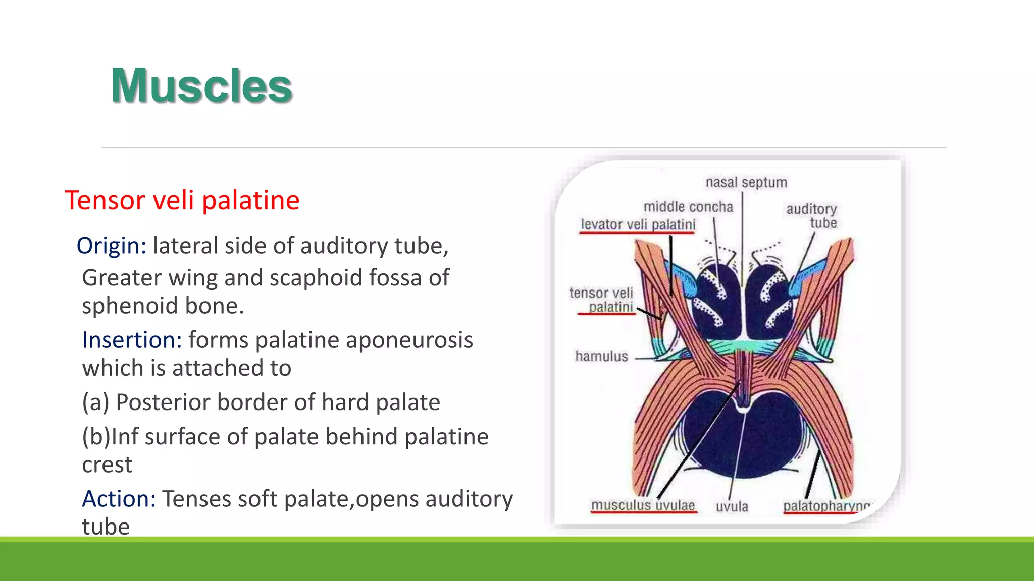 palate anatomy | PPTX