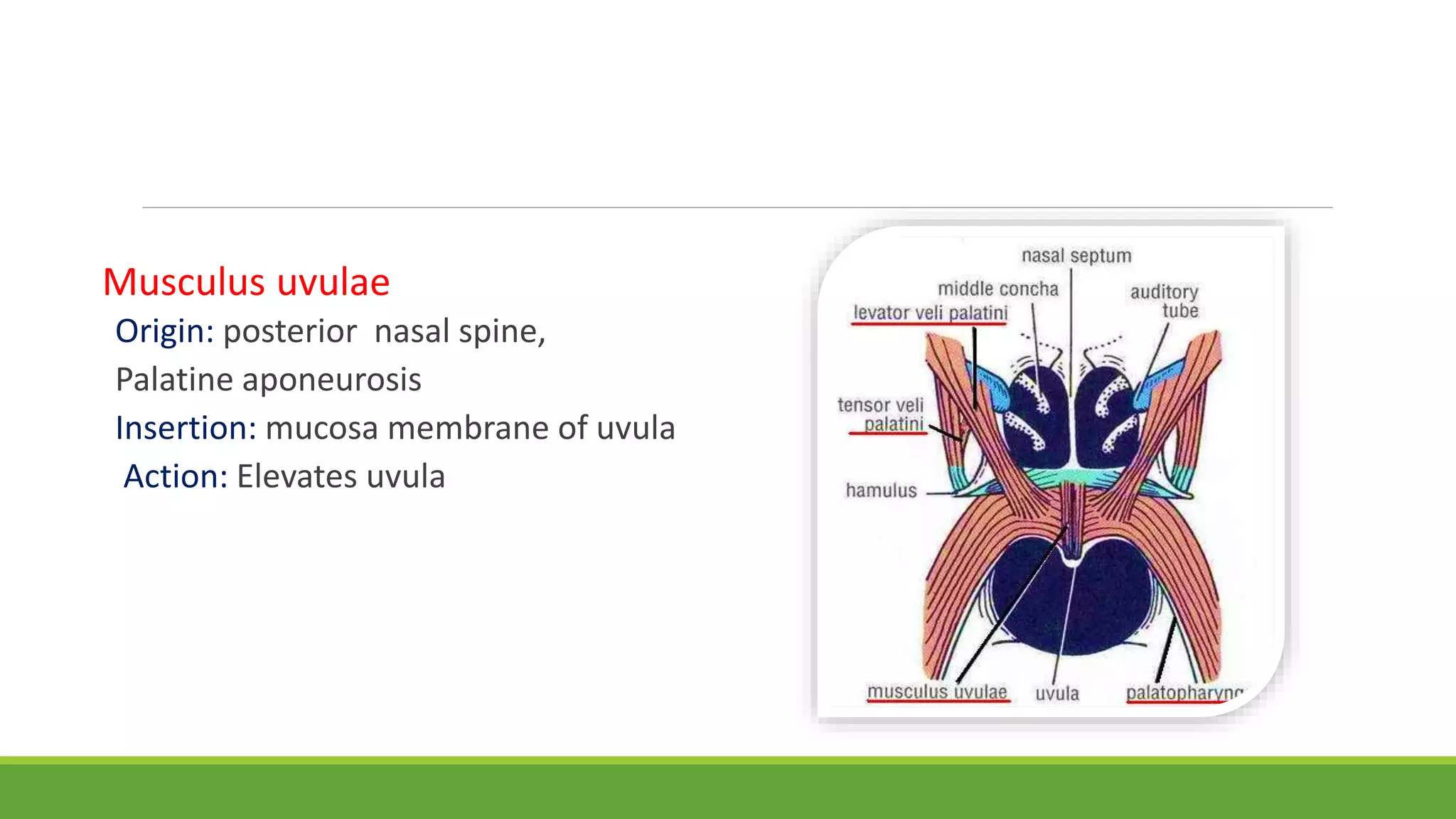 palate anatomy | PPTX