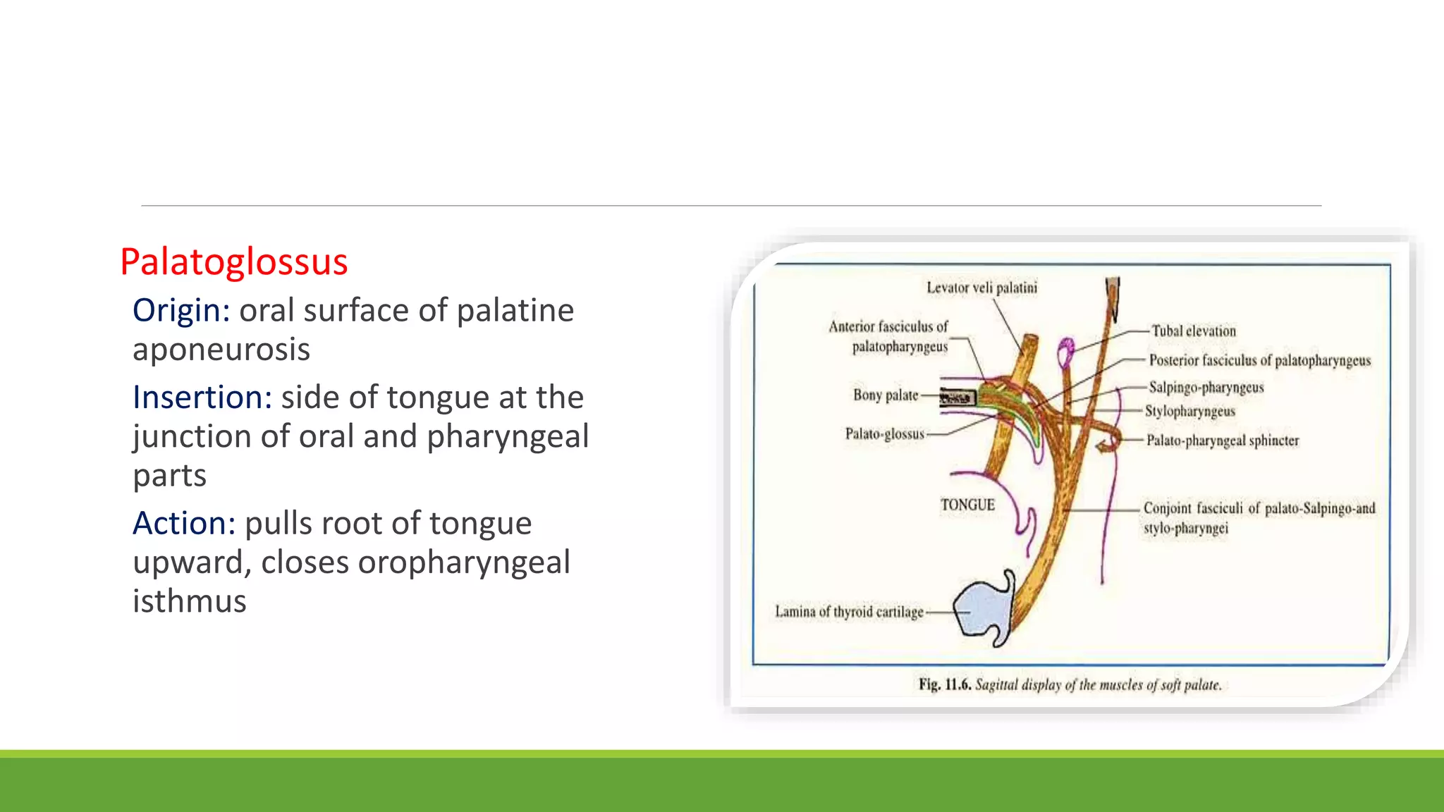 palate anatomy | PPTX