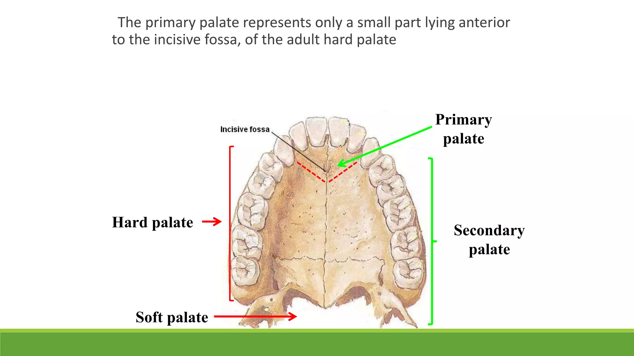 palate anatomy | PPTX