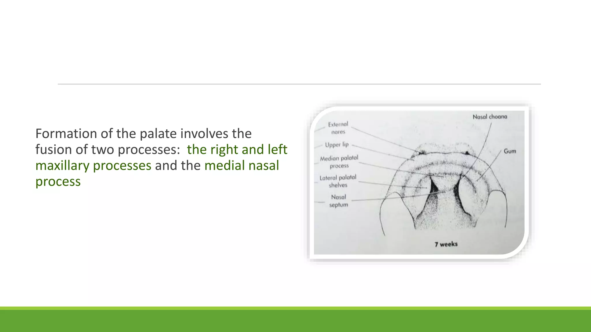 palate anatomy | PPTX