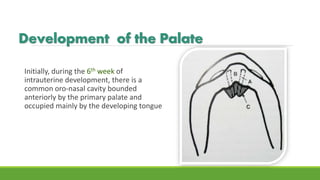 palate anatomy | PPTX