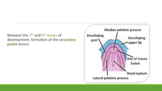 palate anatomy | PPTX