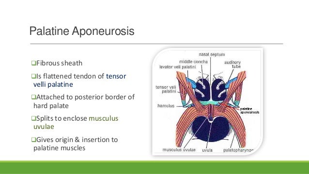 palate anatomy