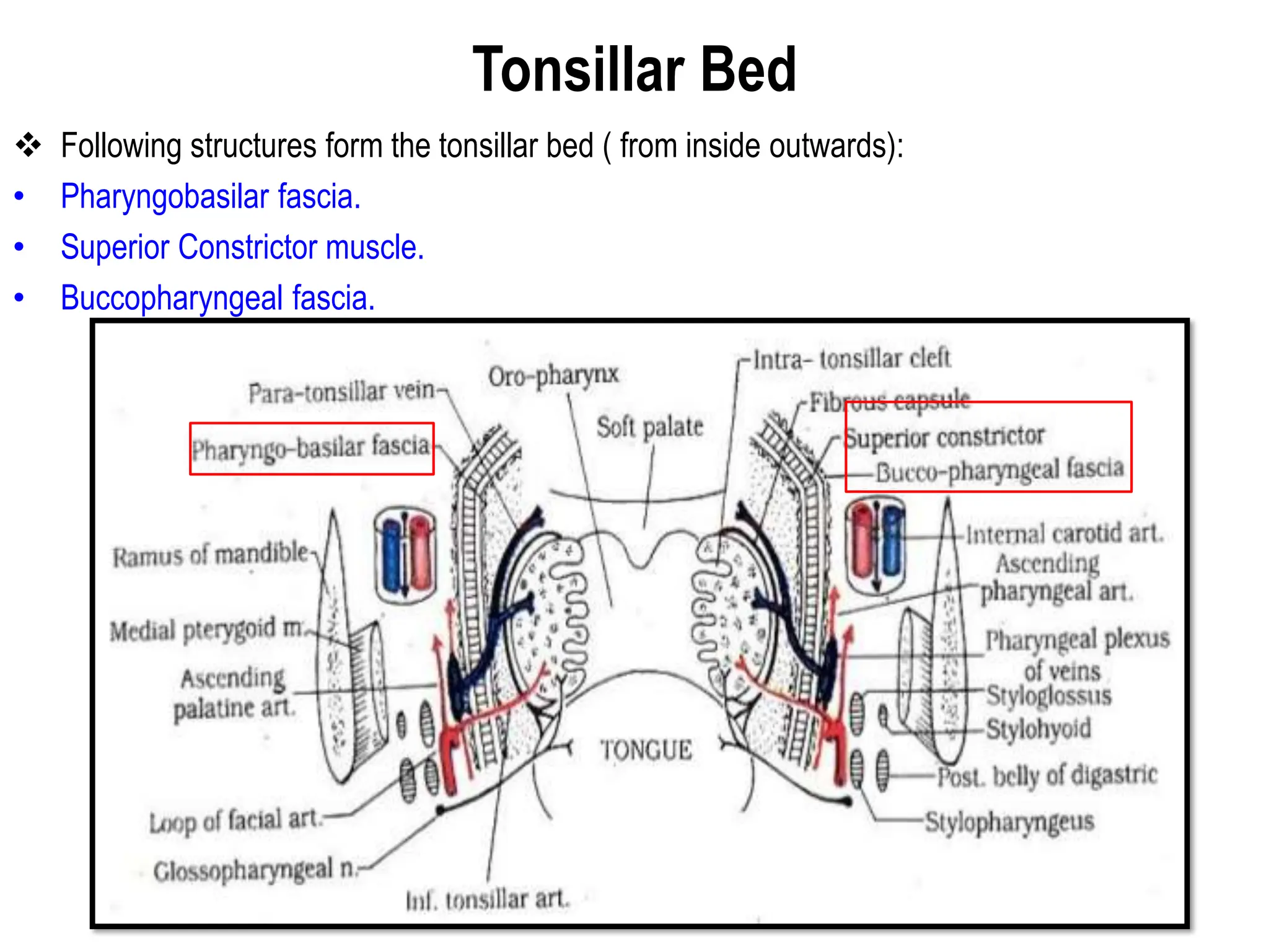 PALATINE-TONSILS Anatomy and applied aspectspresentation | PDF