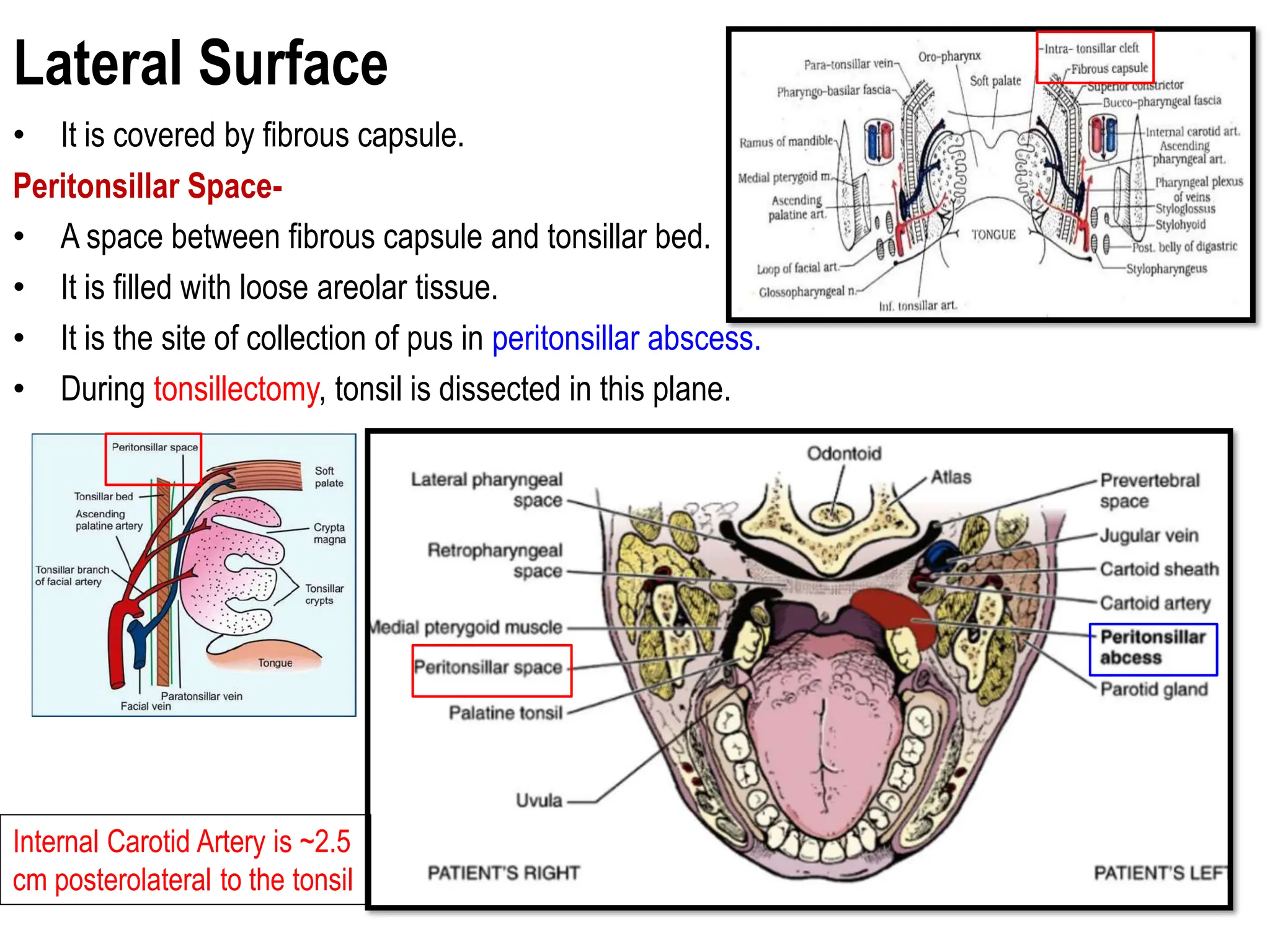 PALATINE-TONSILS Anatomy and applied aspectspresentation | PDF