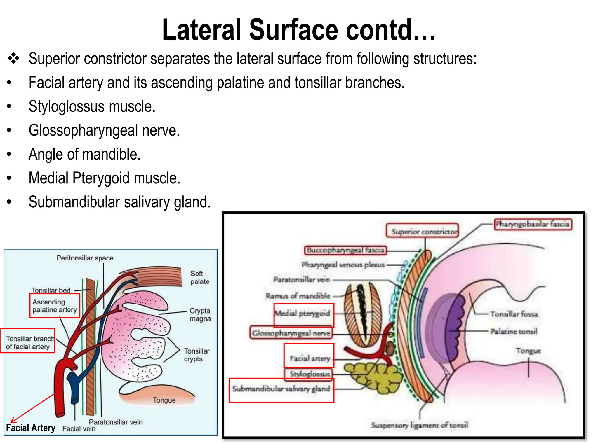 PALATINE-TONSILS Anatomy and applied aspectspresentation | PDF