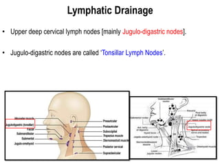 PALATINE-TONSILS Anatomy and applied aspectspresentation | PDF