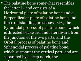 Palatine bone | PPT